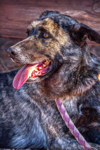 Richard - Sara Protectora